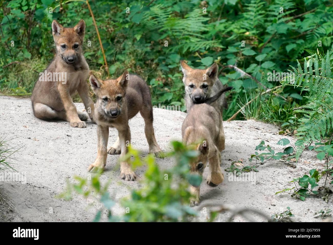 European gray wolf (Canis lupus), adult with pups, captive Stock Photo ...