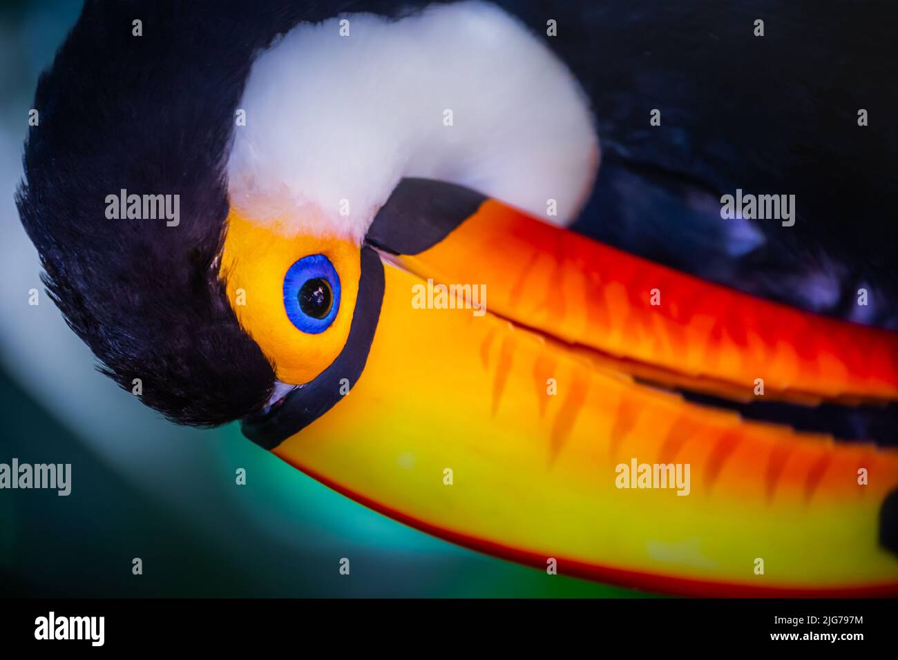 Toco Toucan, colorful tropical bird in Pantanal, Brazil Stock Photo - Alamy