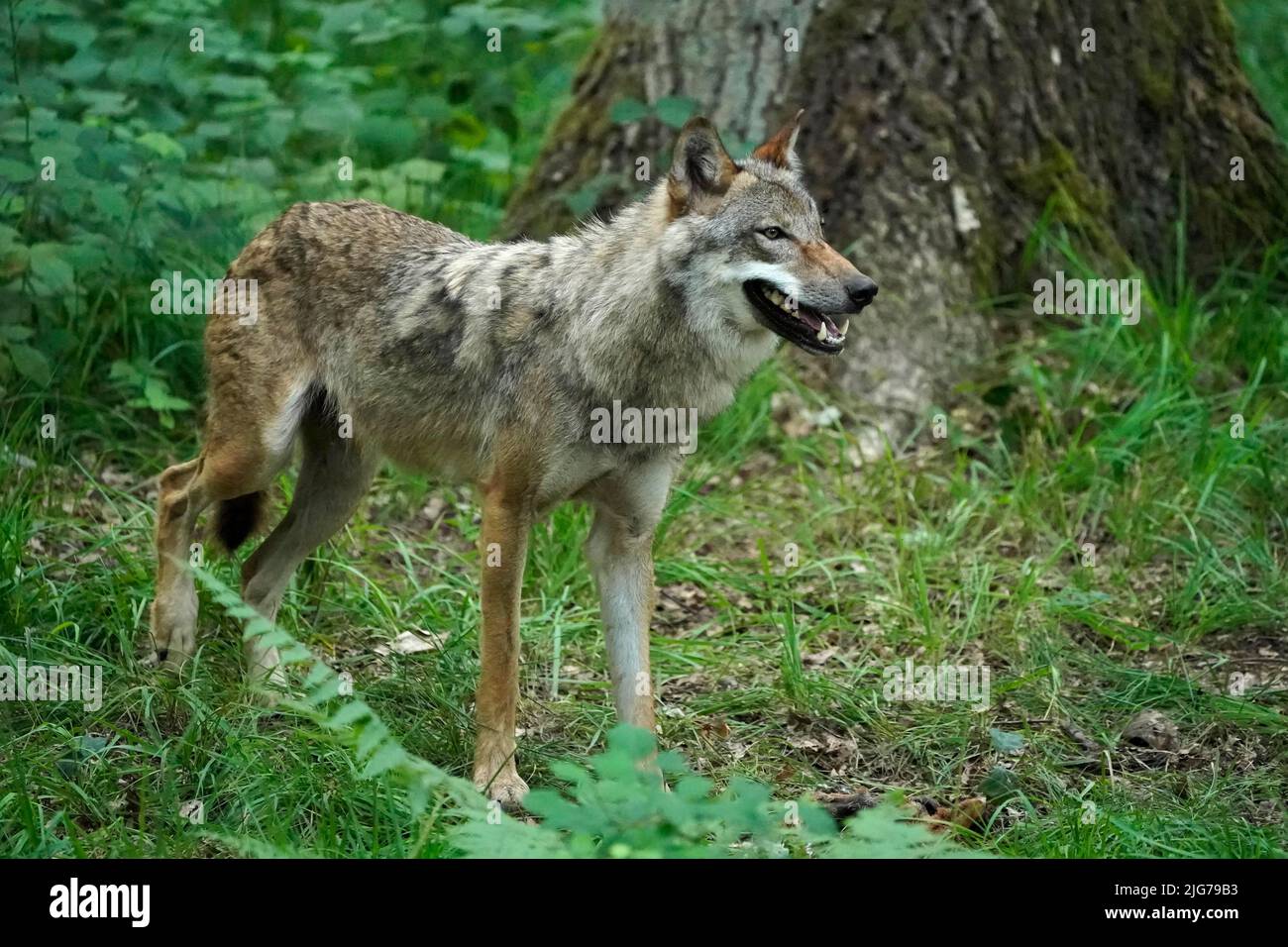 European gray wolf (Canis lupus), adult in forest, captive Stock Photo ...