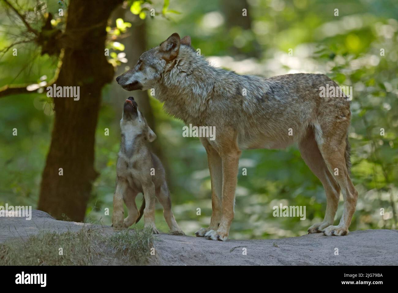 European gray wolf (Canis lupus), adult with pups, captive Stock Photo ...