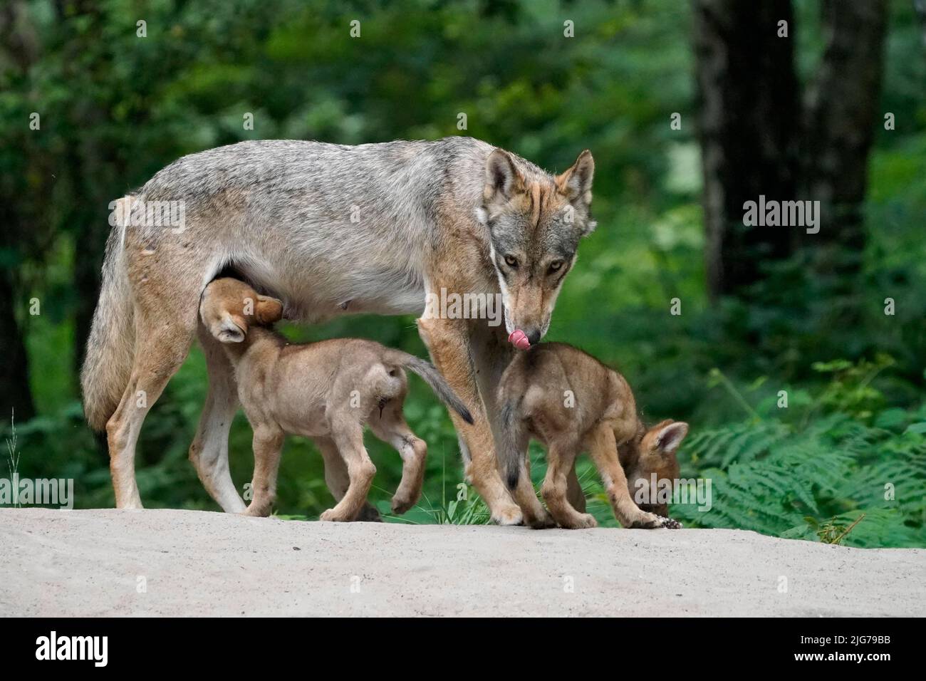 European gray wolf (Canis lupus), adult with pups, captive Stock Photo ...