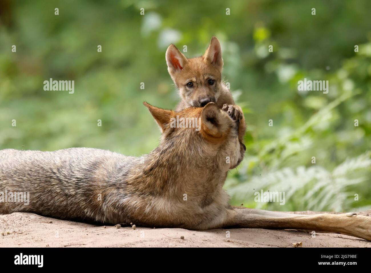 European gray wolf (Canis lupus), adult with pups, captive Stock Photo ...