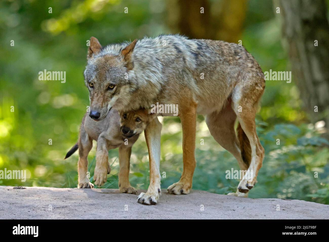 European gray wolf (Canis lupus), adult with pups, captive Stock Photo ...