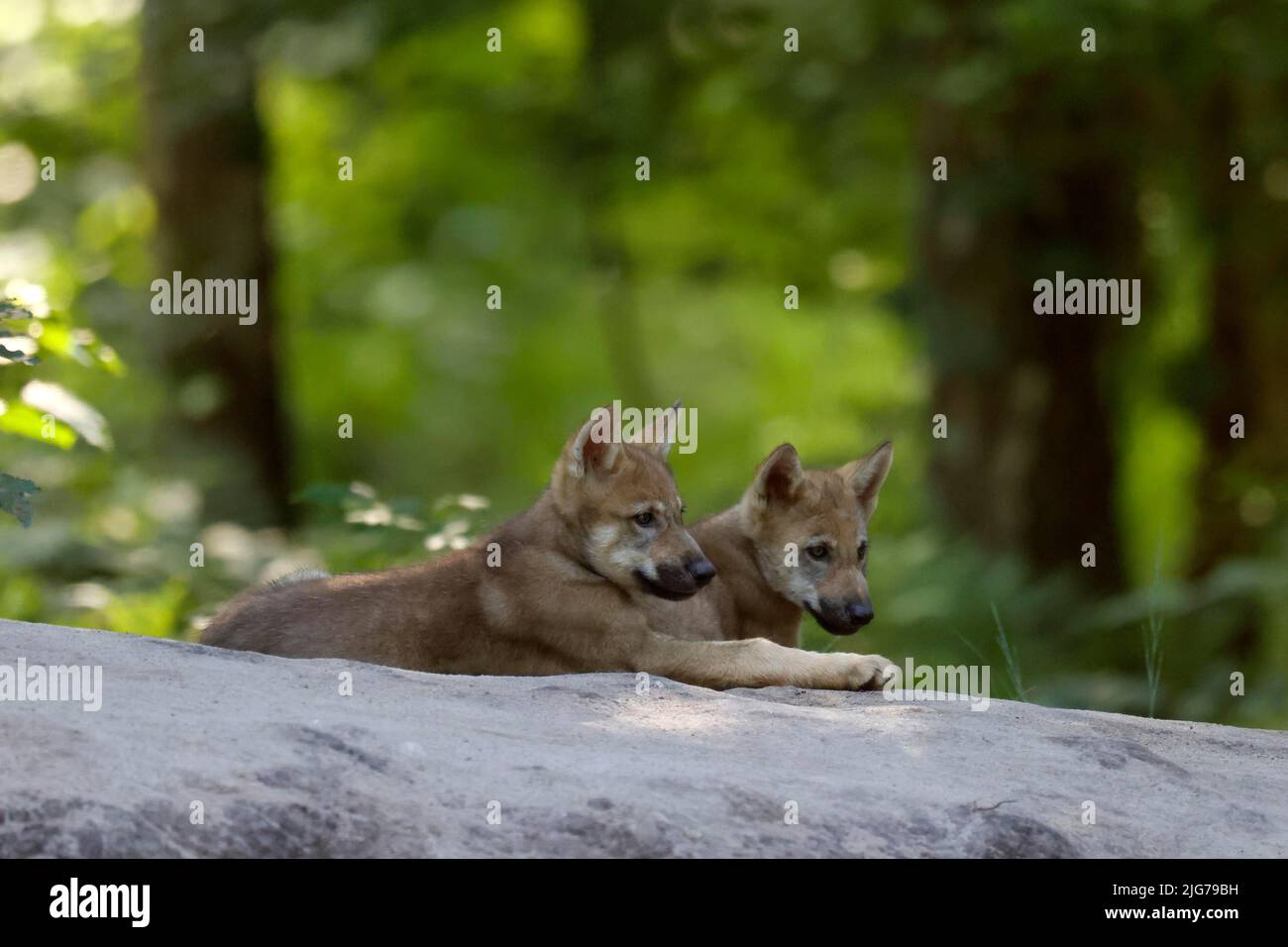 European gray wolf (Canis lupus), pups lying on a hill, captive Stock ...
