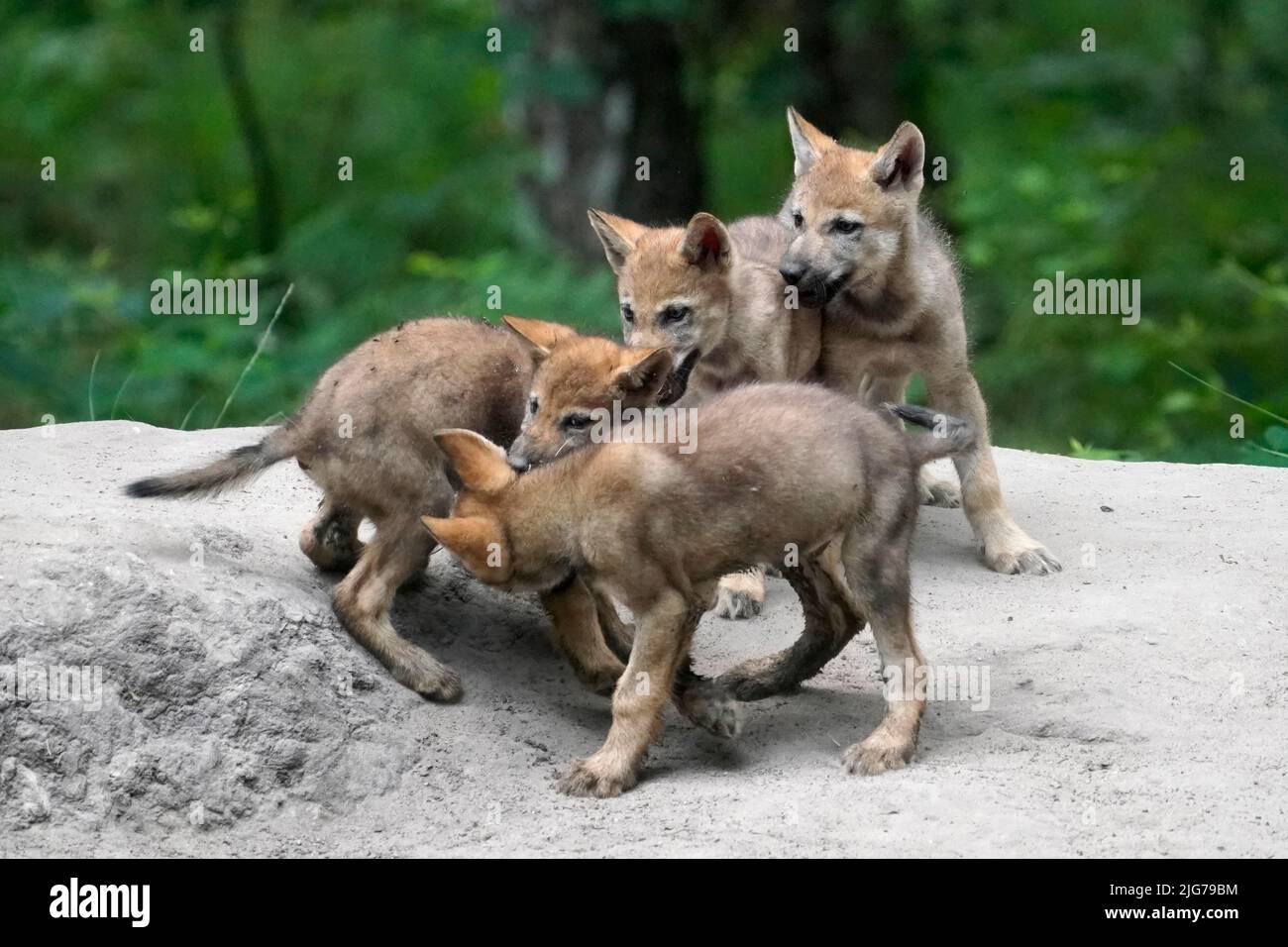 European gray wolf (Canis lupus) pups playing, captive Stock Photo - Alamy