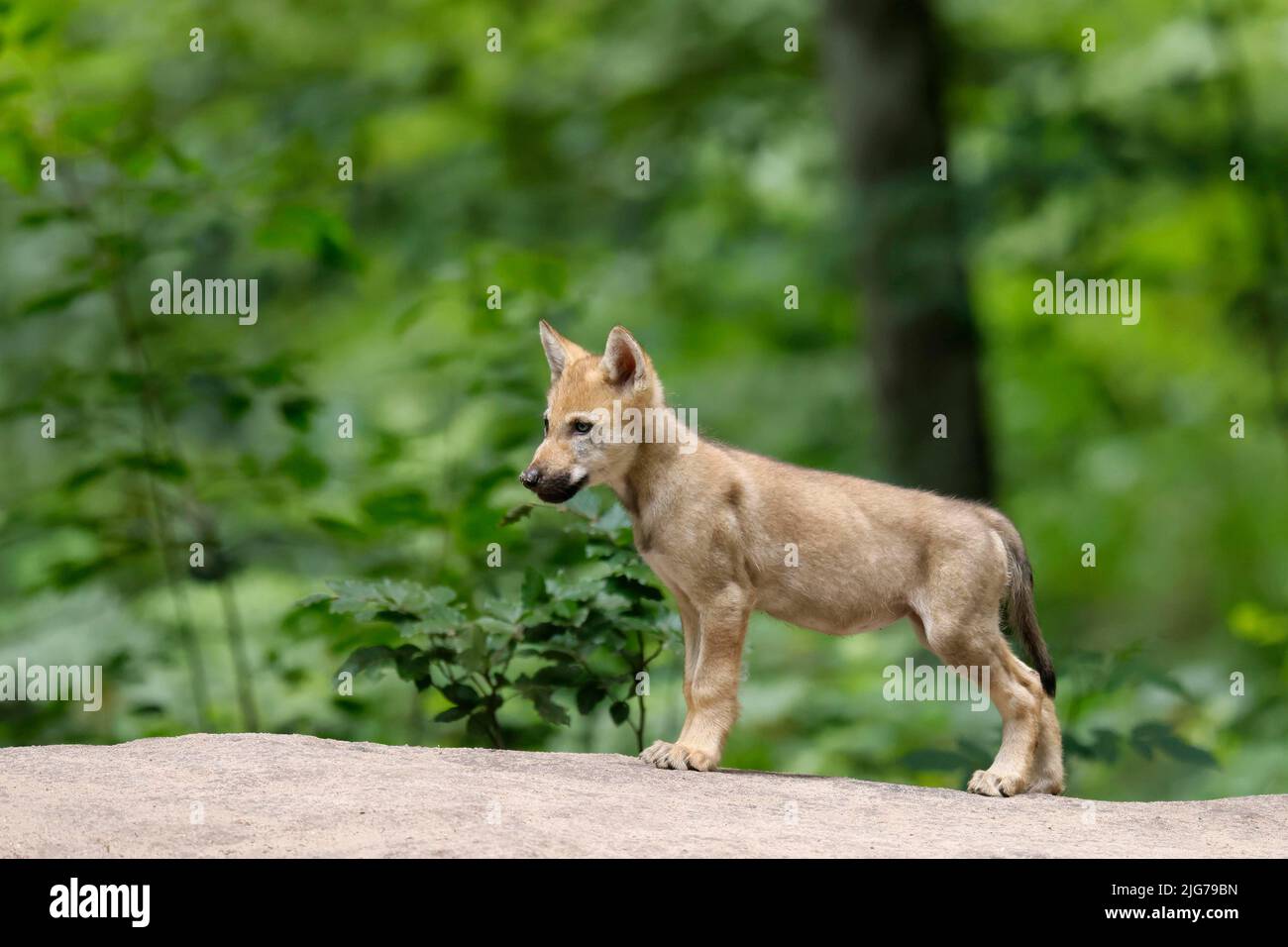 European gray wolf (Canis lupus), pup standing on a hill, captive Stock ...
