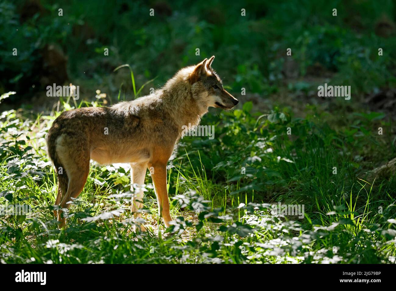 European gray wolf (Canis lupus), adult with pups, captive Stock Photo ...