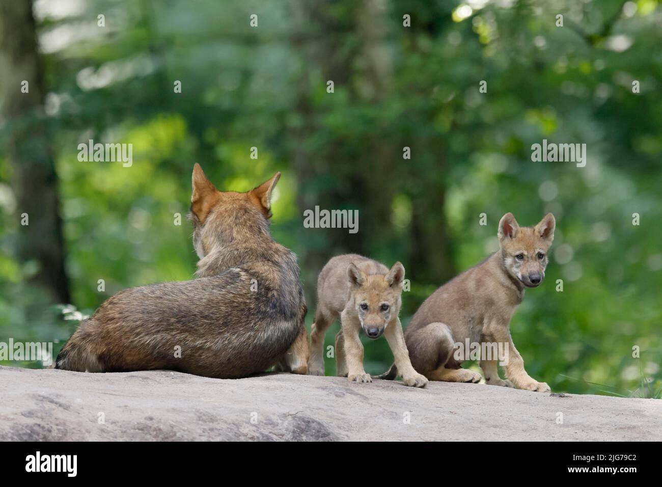 European gray wolf (Canis lupus), adult with pups, captive Stock Photo ...