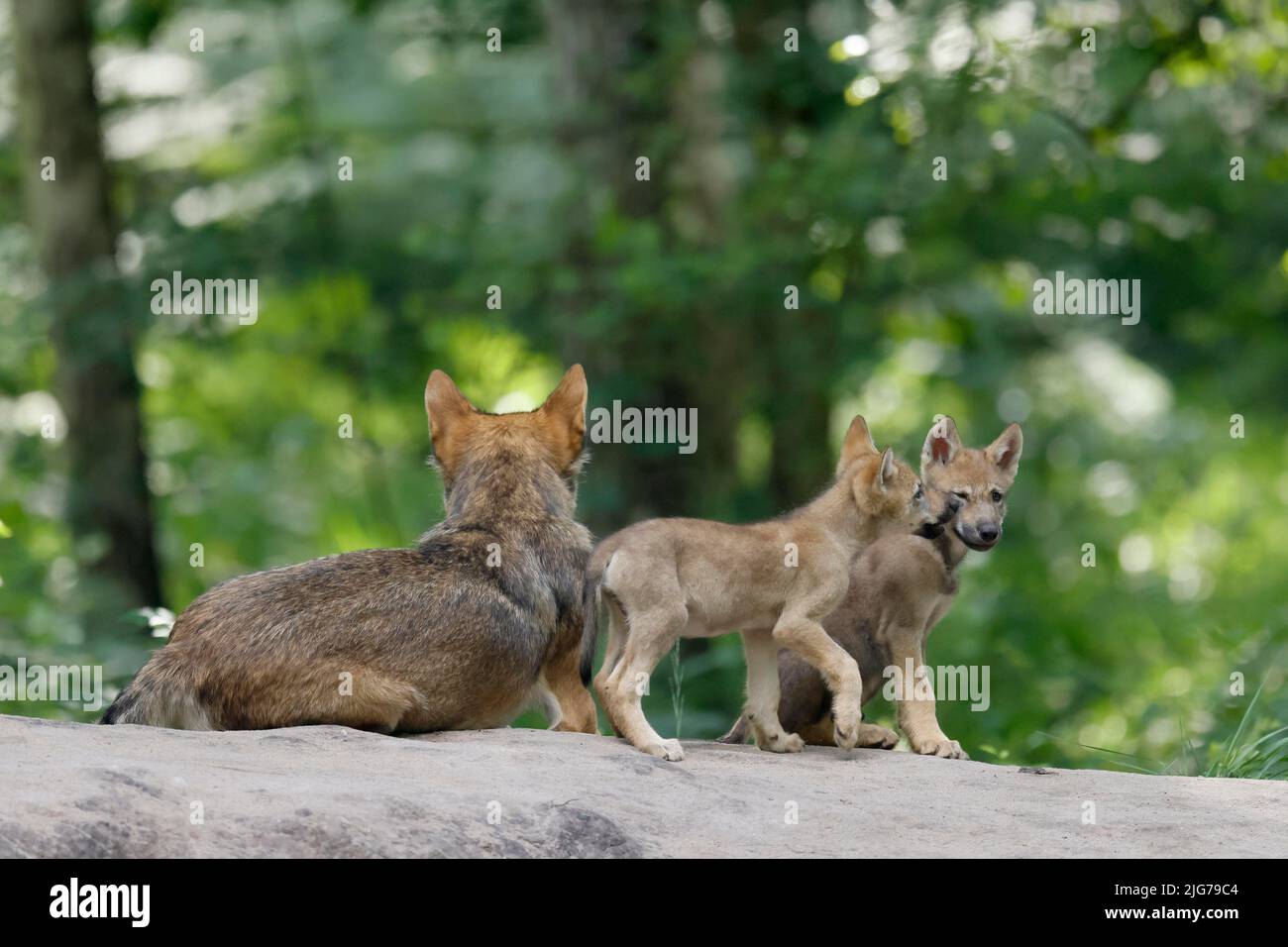 European gray wolf (Canis lupus), adult with pups, captive Stock Photo ...
