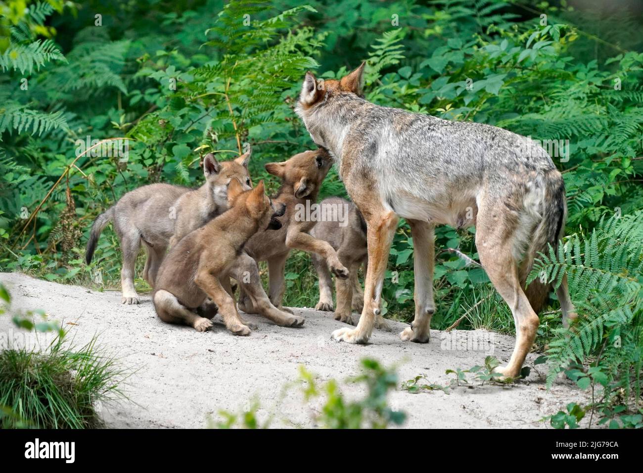 European gray wolf (Canis lupus), adult with pups, captive Stock Photo ...