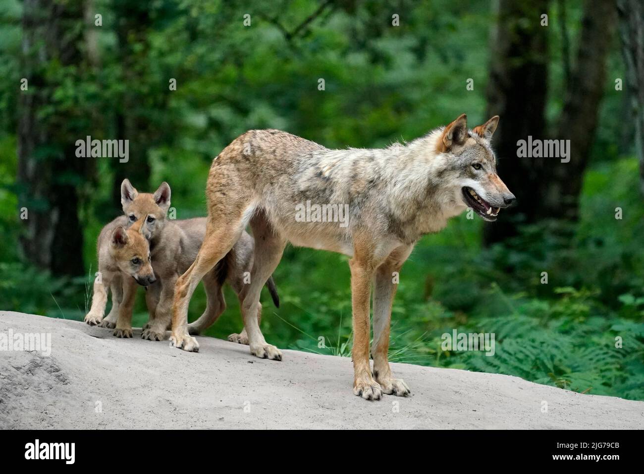 European gray wolf (Canis lupus), adult with pups, captive Stock Photo ...