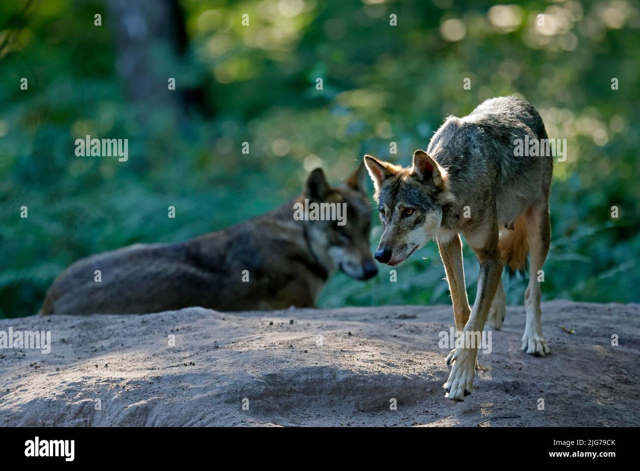 European gray wolf (Canis lupus), adult with pups, captive Stock Photo ...