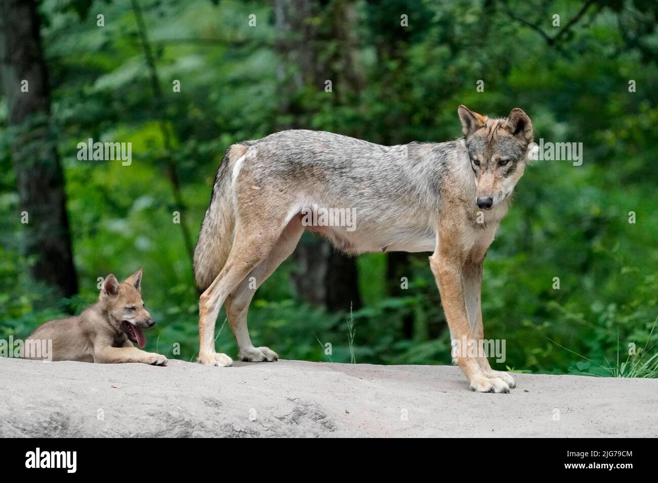 European gray wolf (Canis lupus), adult with pups, captive Stock Photo ...