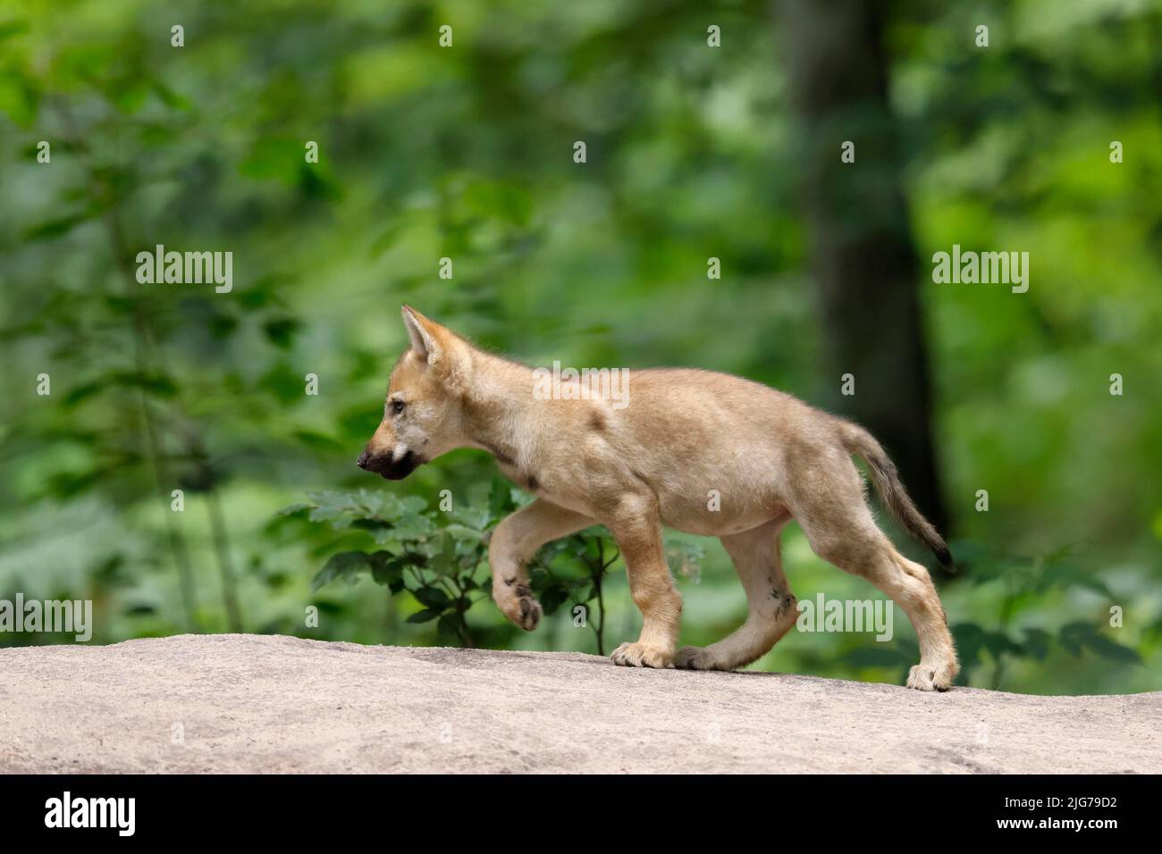 European gray wolf (Canis lupus), pup running on a hill, captive Stock ...