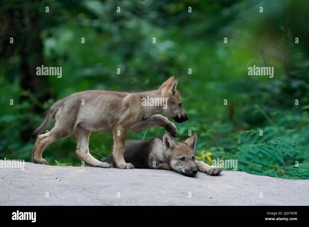 European gray wolf (Canis lupus), pups lying on a hill, captive Stock ...