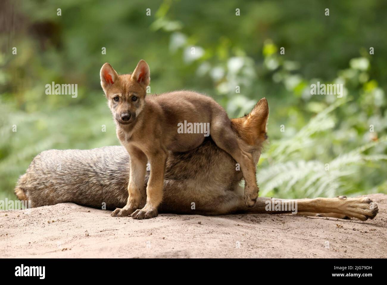 European gray wolf (Canis lupus), adult with pups, captive Stock Photo ...