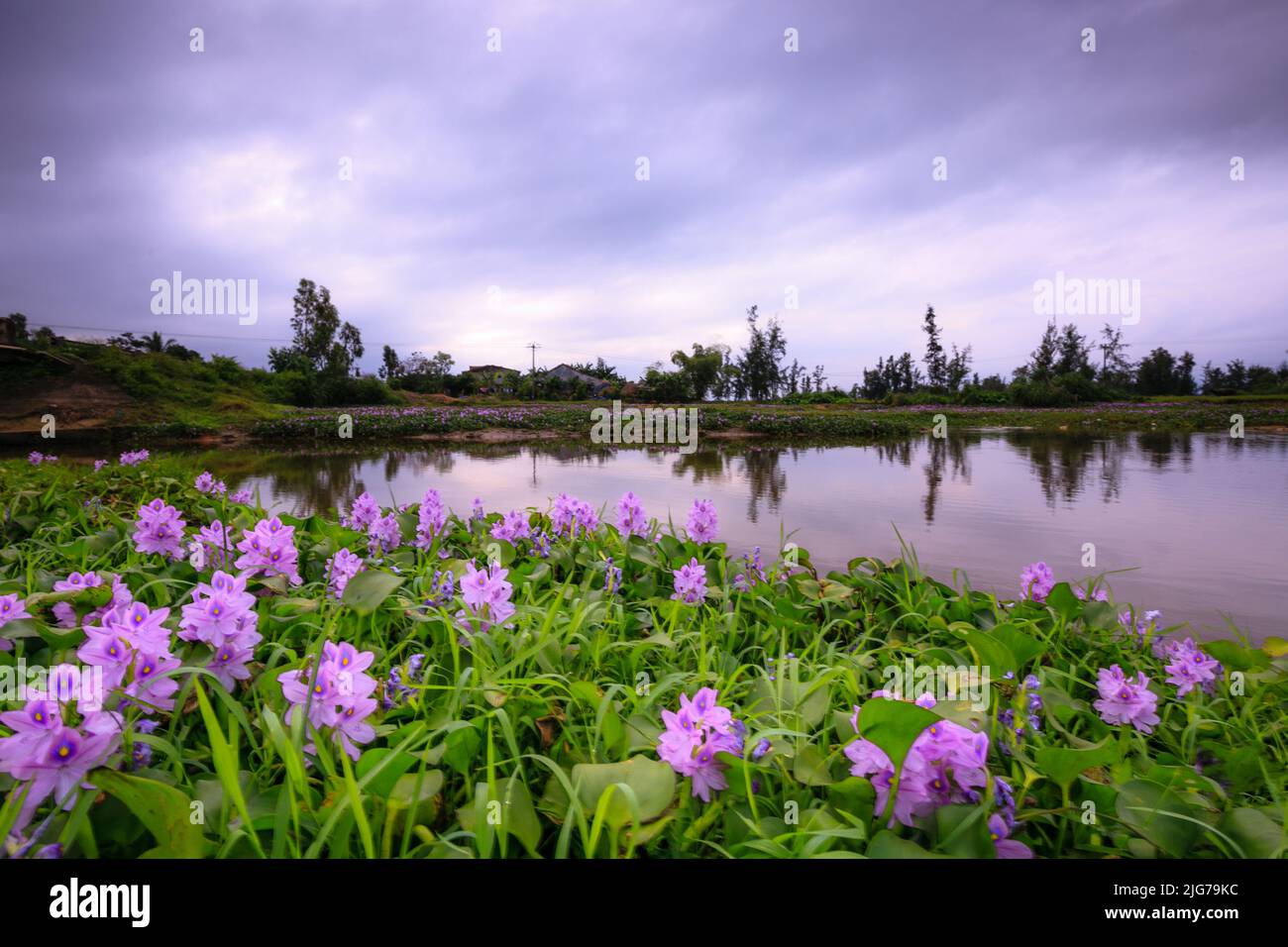 Water hyacinth flower in natural water sources Beautiful bright ...