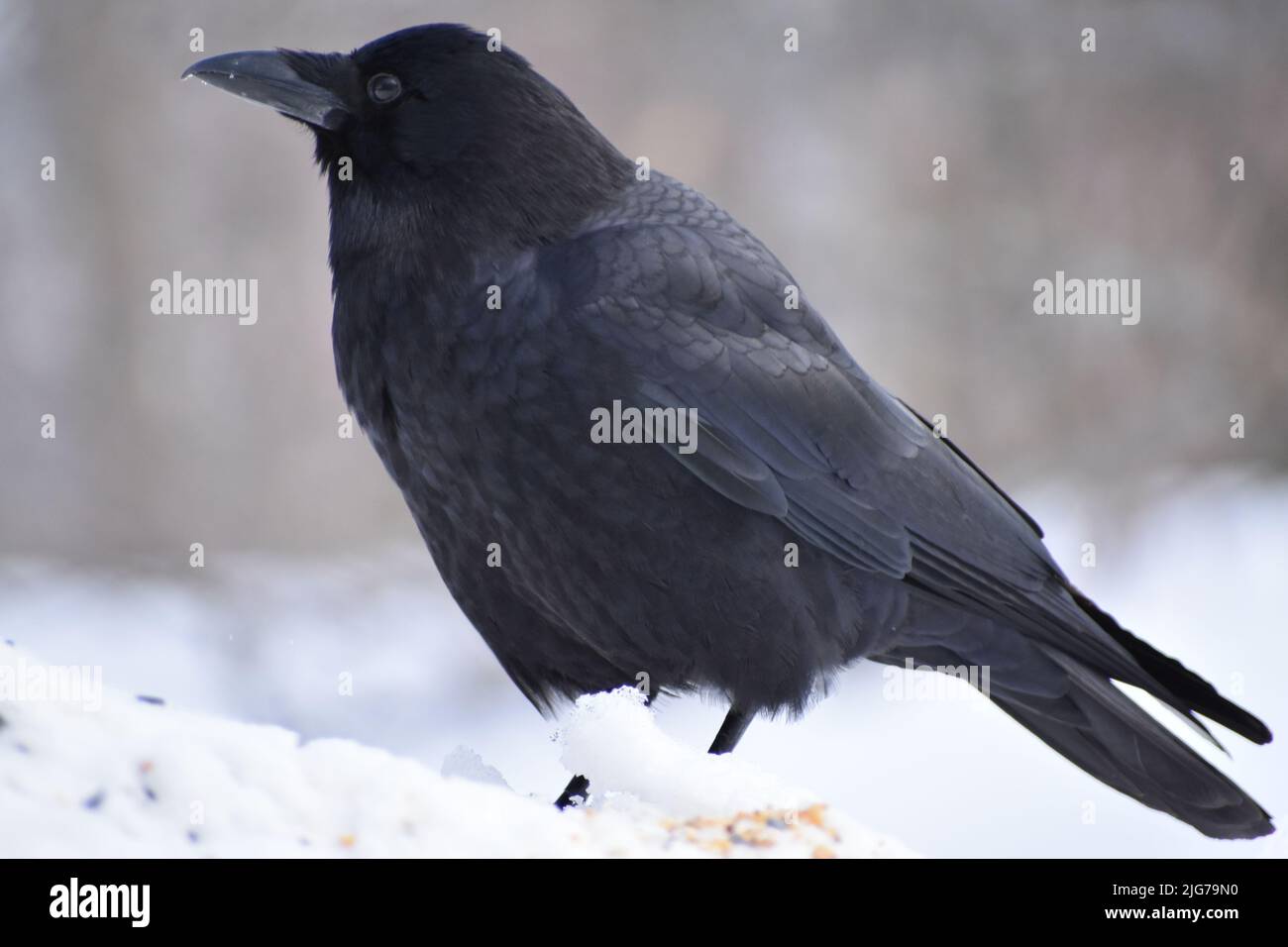 Crow in winter hi-res stock photography and images - Alamy