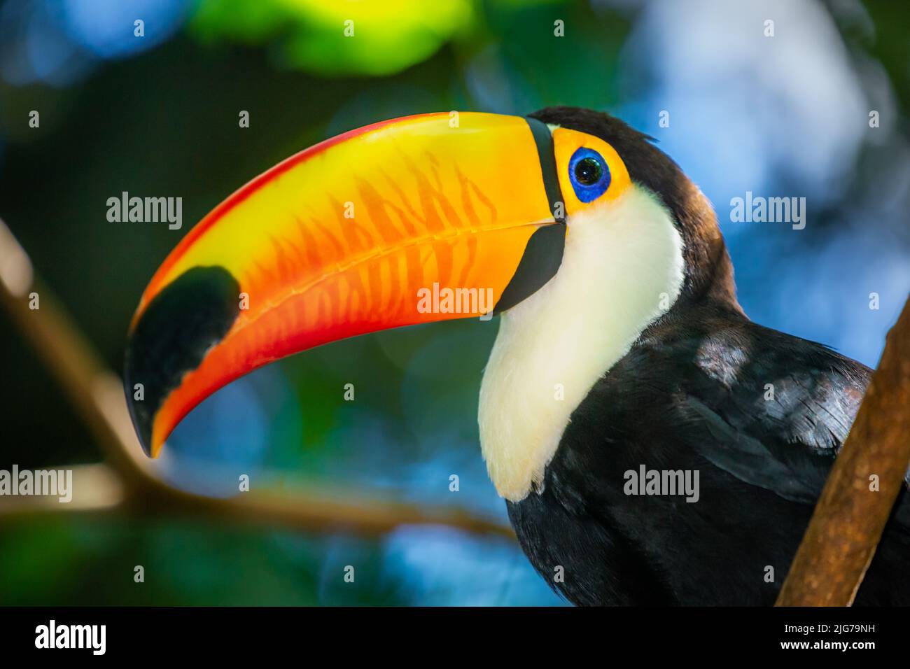 Rio toco hi-res stock photography and images - Alamy