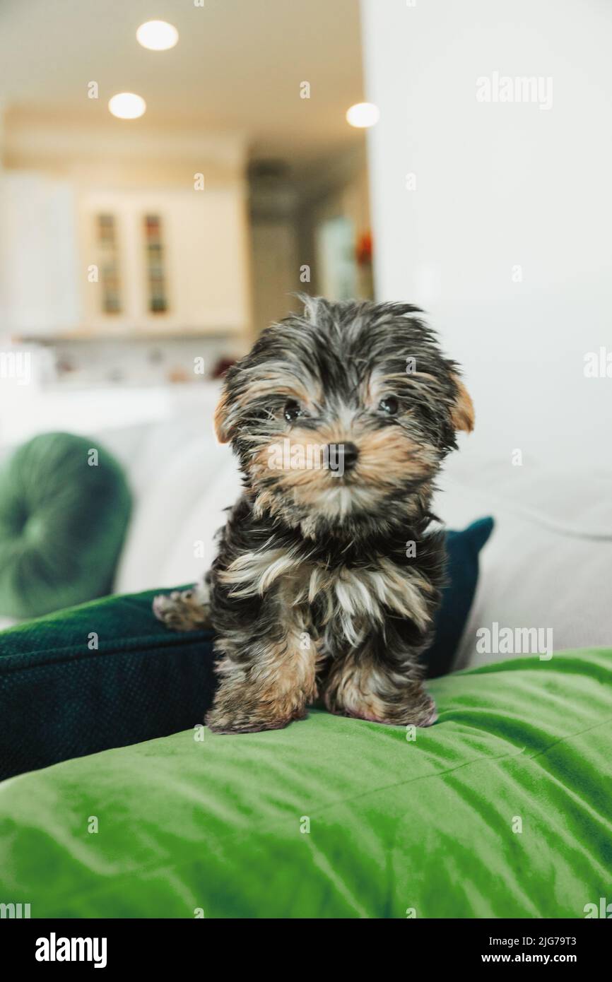 White Micro Teacup Yorkie