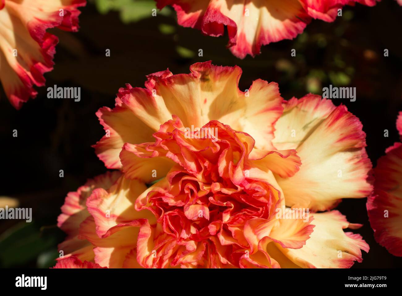 Beautiful colorful natural spring flowers as a nature background Stock ...