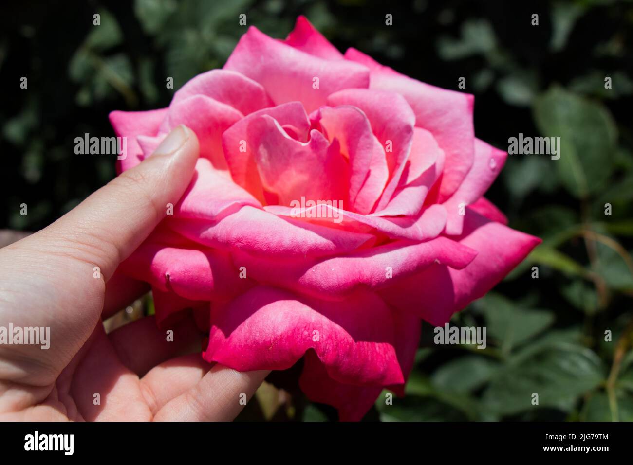 Hand holding a rose in the rose garden Stock Photo - Alamy