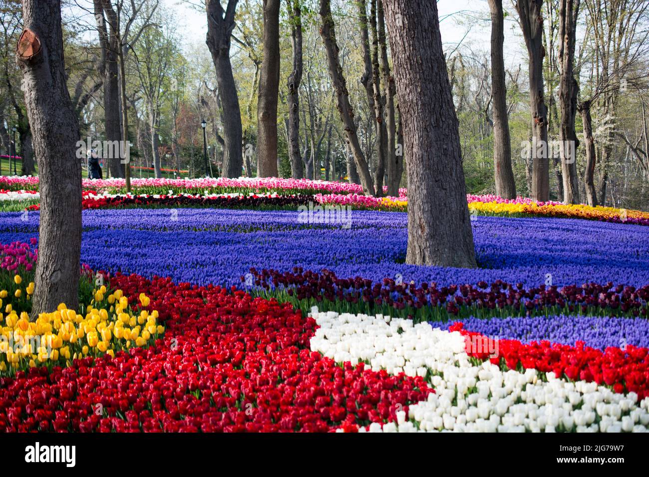 Different colors of tulip flowers hi-res stock photography and images ...