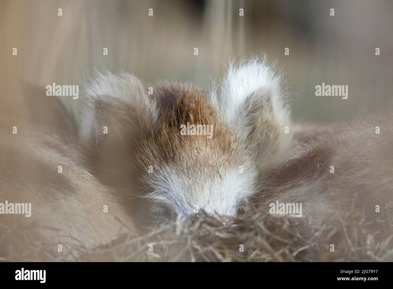 Wild boar (Sus scrofa), young animals sleeping in the reeds, Peene ...