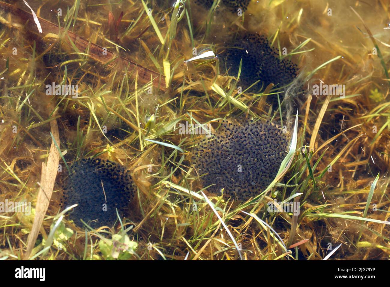 Moor frog (Rana arvalis), spawning ball, Peene Valley River Landscape ...
