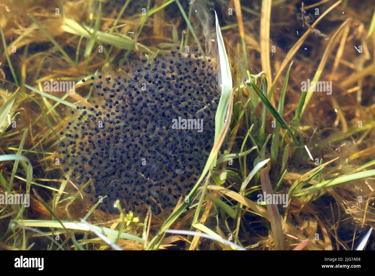 Moor frog (Rana arvalis), spawn ball with incipient cell division of ...