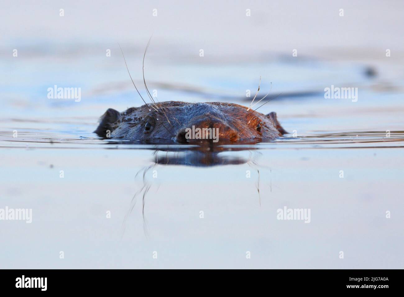 Beaver (Castor fiber) in water, portrait frontal, Peene Valley River ...