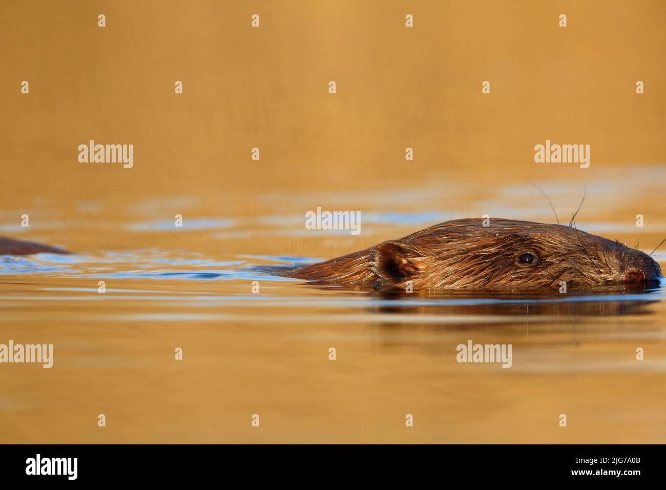 Beaver (Castor fiber) in water, portrait in evening light, Peene Valley ...