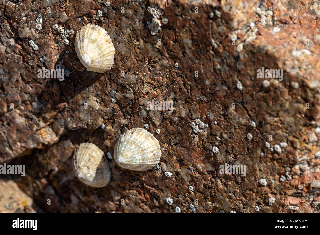 Limpet tongue hi-res stock photography and images - Alamy