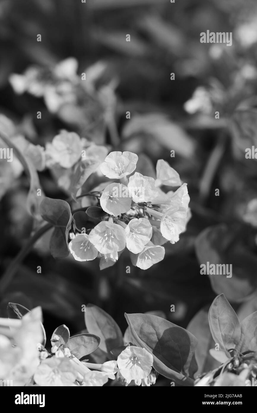 Beautiful spring blossoms growing in the flower garden in black and ...