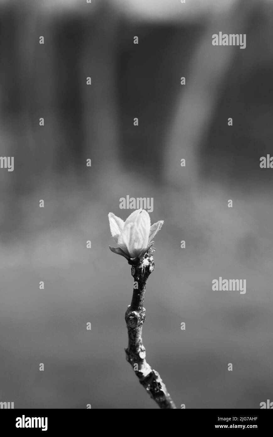 Lush spring tree branch sprouting with leaves in black and white Stock ...