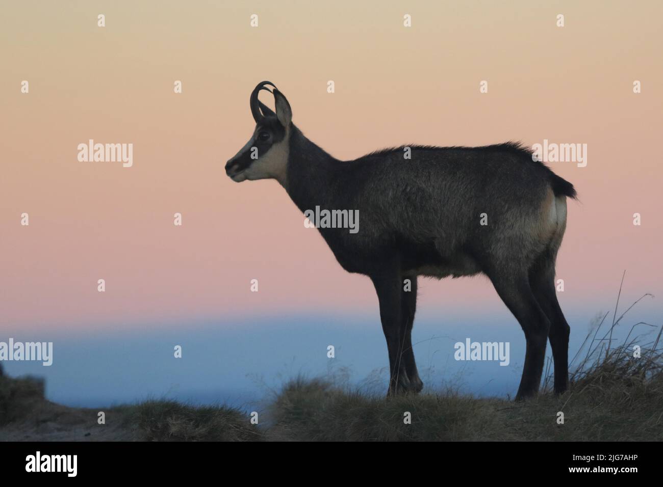 Chamois (Rupicapra rupicapra) at dawn in Hohneck, La Bresse, Vosges ...