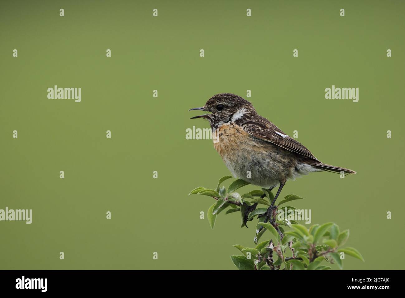 Female african stonechat (Saxicola torquata) in the Egyesitett oevscat ...