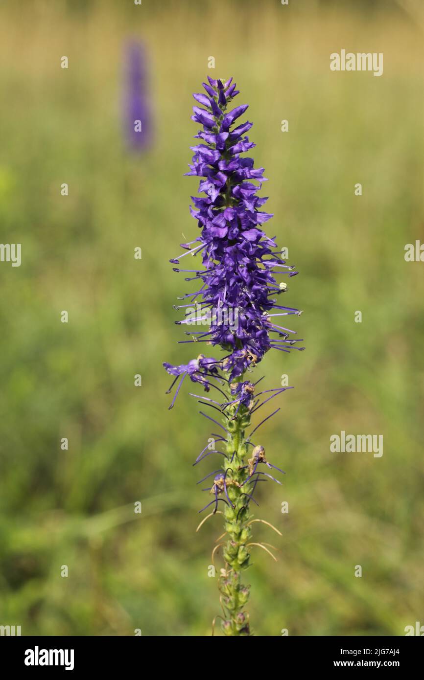 Detail of spiked speedwell (Veronica spicata) in Staendelberg ...
