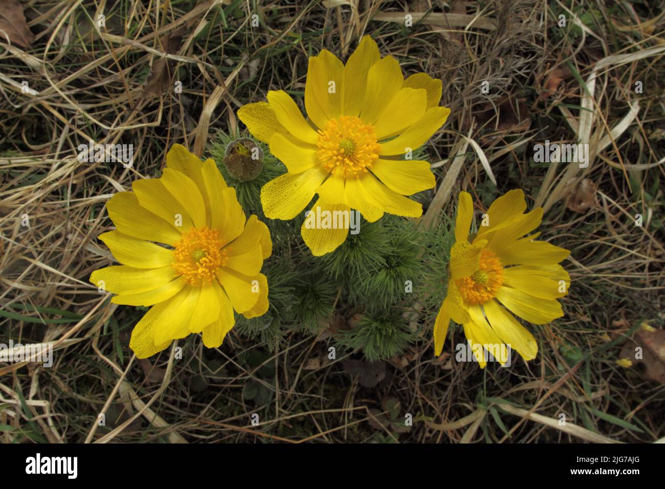 Spring Adonis rose (Adonis vernalis) in Staendelberg, Rammersberg ...