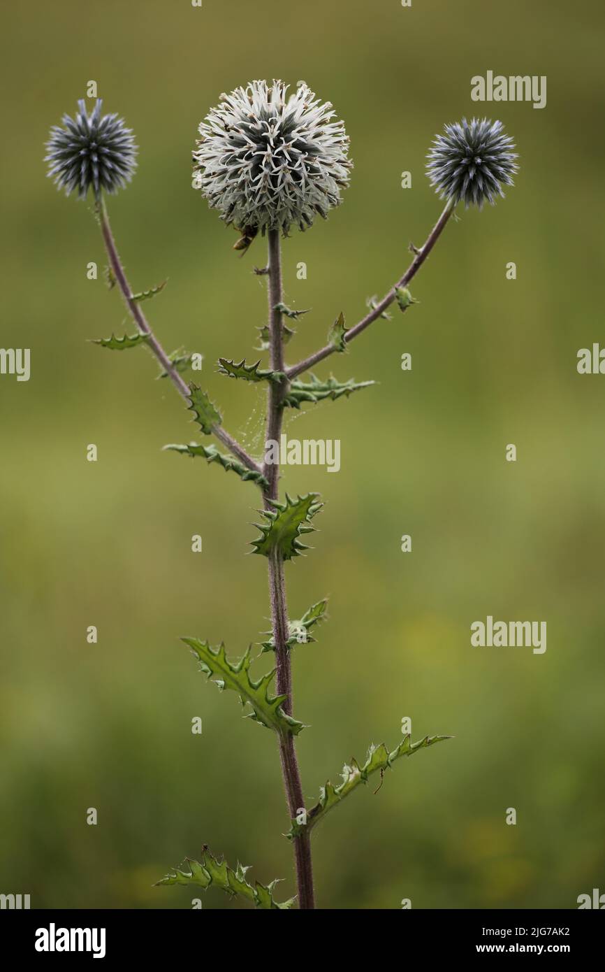 Ball thistle (Echinops sphaerocephalus) in Staendelberg, Rammersberg ...