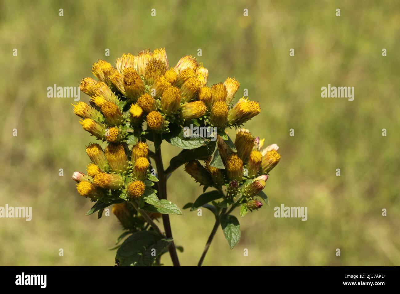 Detail of Duerrwurz (Inula conyza) in Staendelberg, Rammersberg ...
