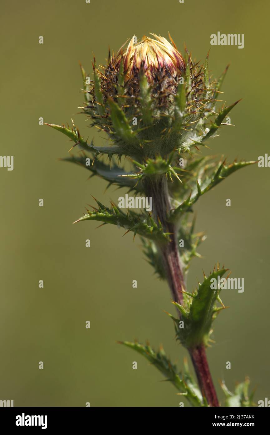 Sow thistle root hi-res stock photography and images - Alamy
