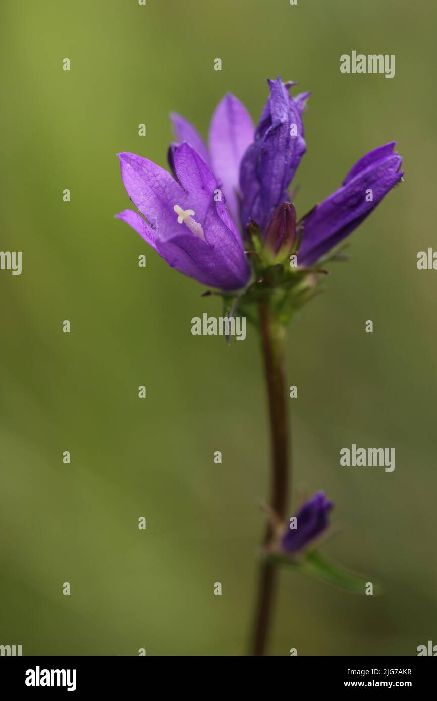 Tufted bellflower (Campanula glomerata) in Saupurzel, Karlstadt drylands, Karlstadt, Main, Lower ...