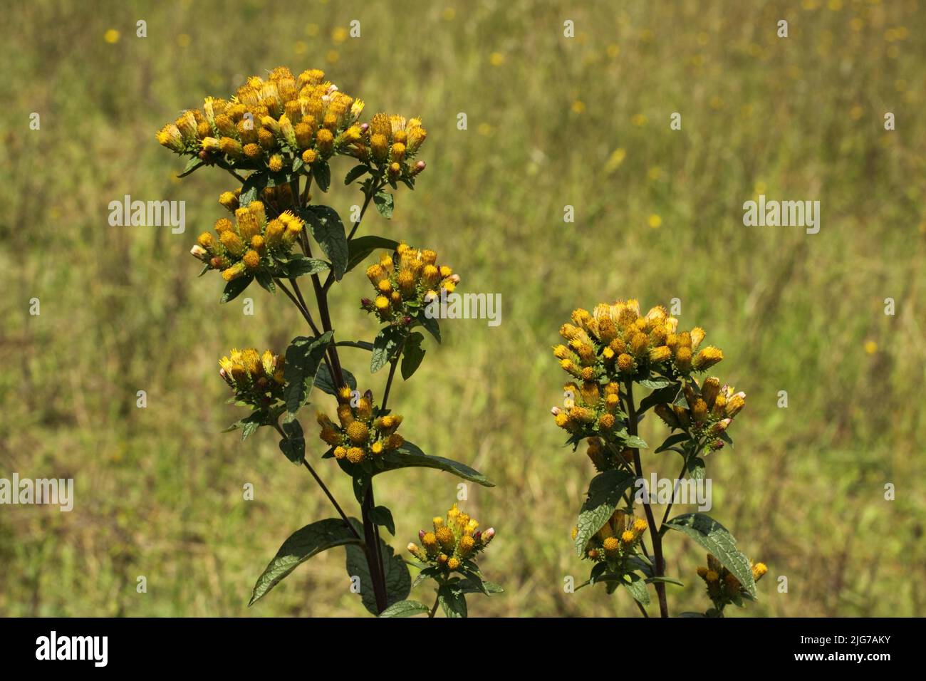 Duerrwort (Inula conyza) in Staendelberg, Rammersberg, Maeusberg ...
