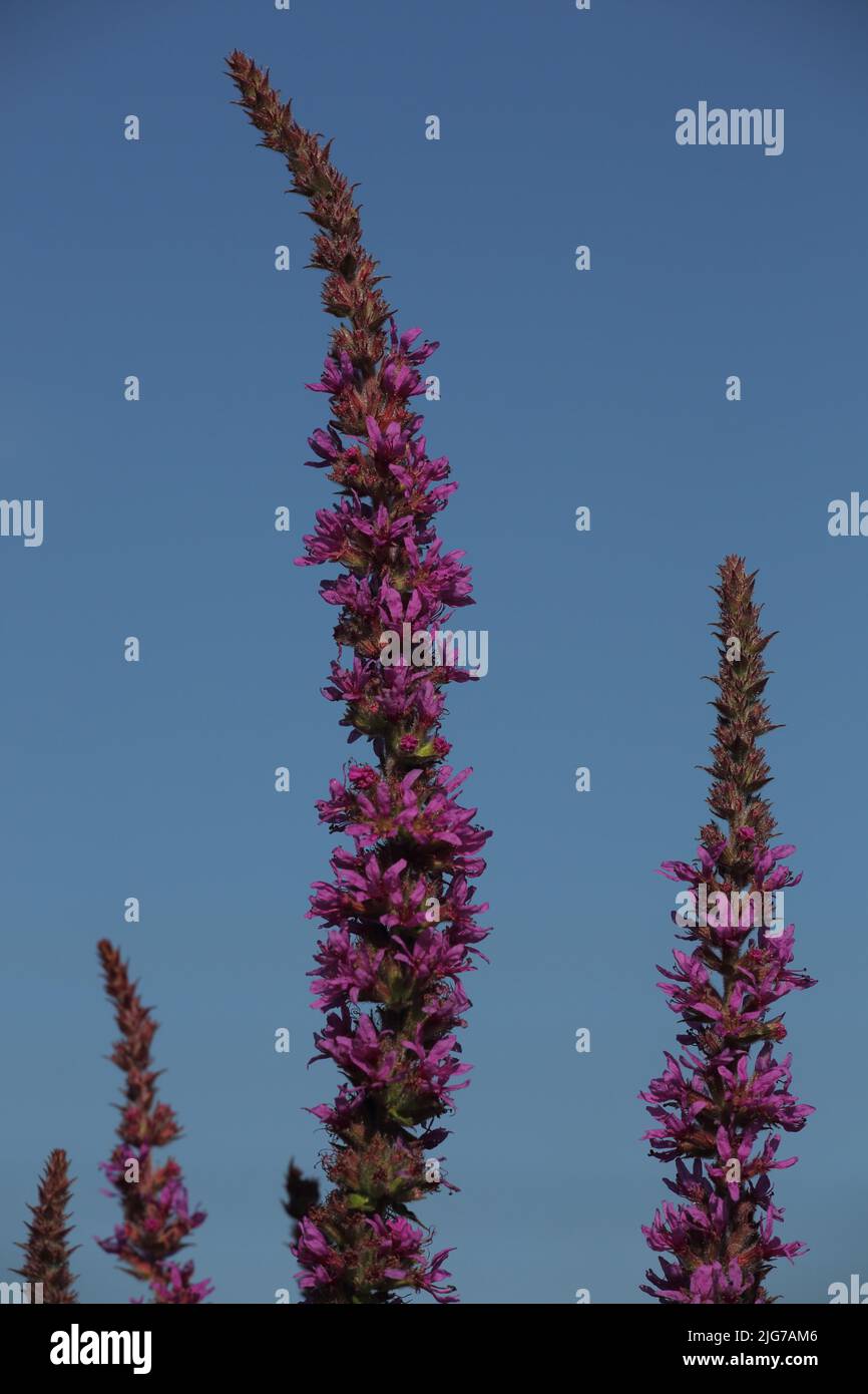 Root and the lower stem hi-res stock photography and images - Alamy