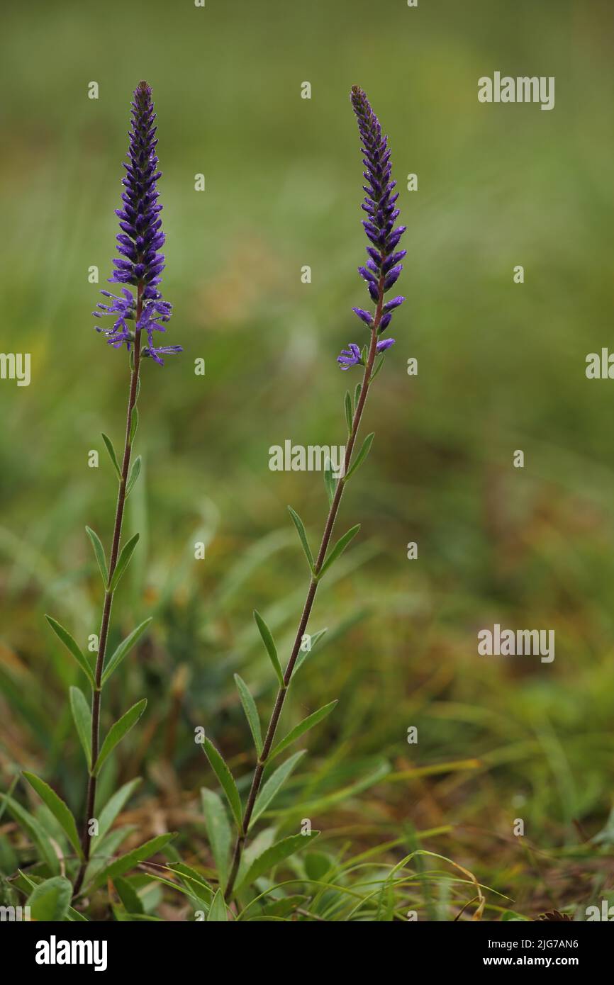 Two main stems hi-res stock photography and images - Alamy