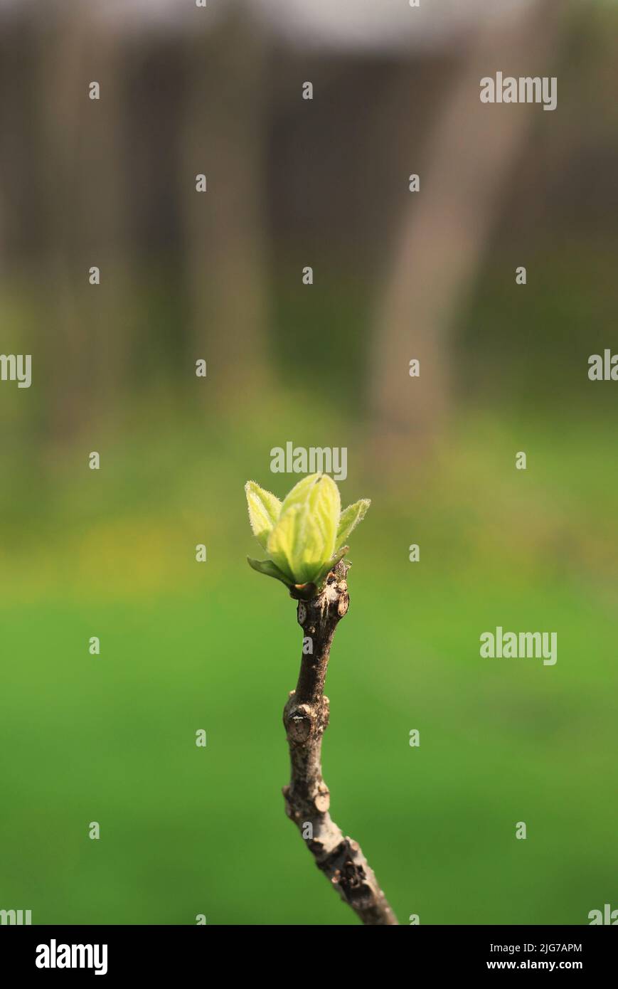 Lush spring tree branch sprouting with green leaves Stock Photo - Alamy