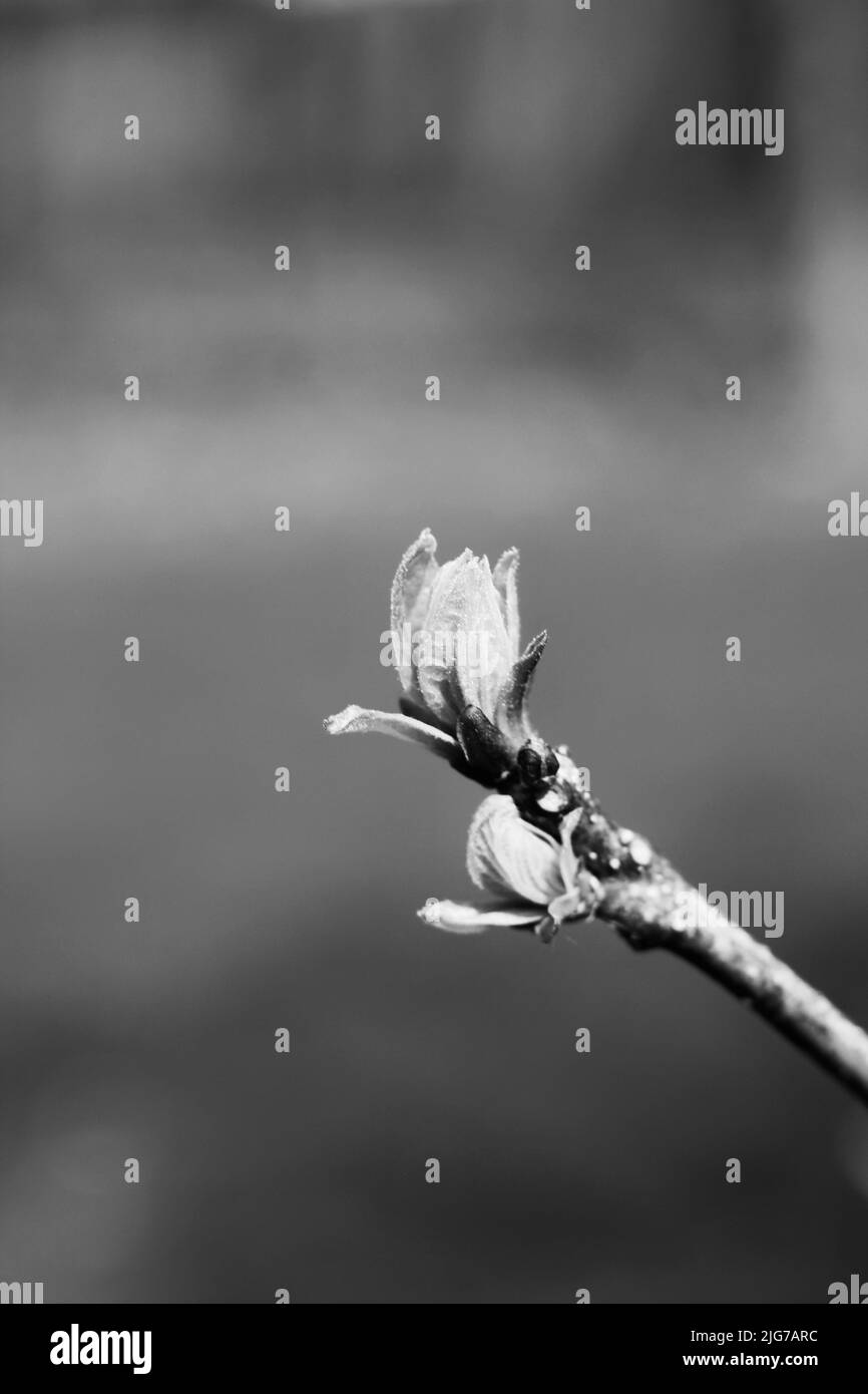 Lush spring tree branch sprouting with leaves in black and white Stock ...