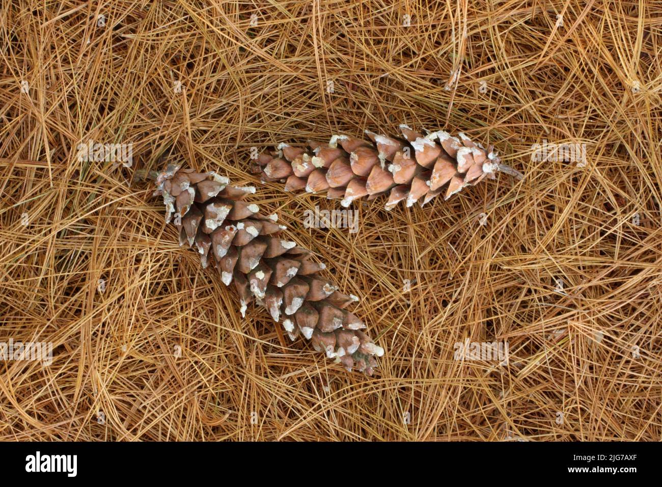 Two cones of eastern white pine (Pinus strobus) on the ground with ...