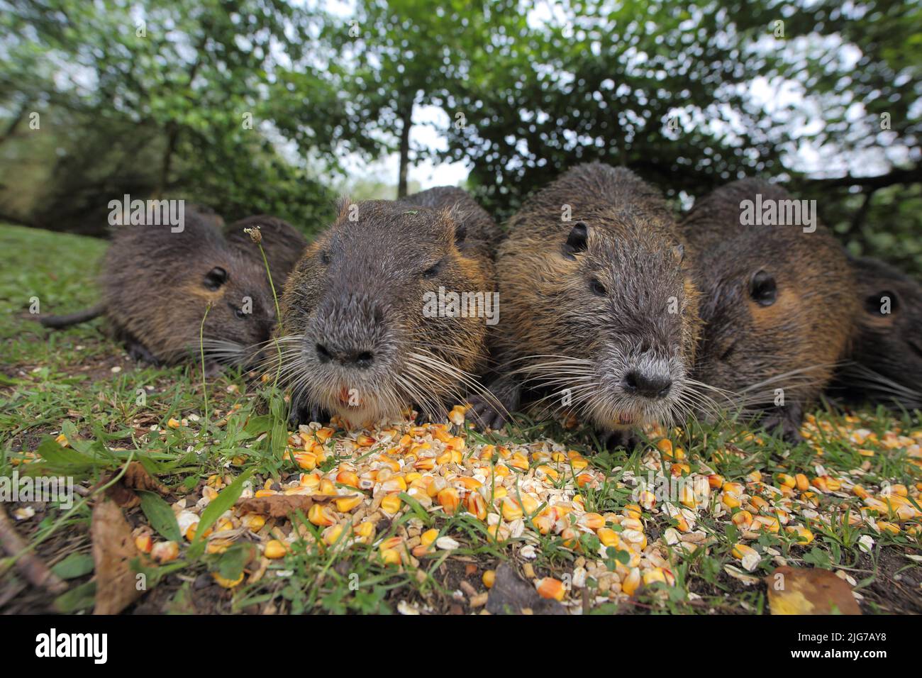 Nutria myocastor coypus group hi-res stock photography and images - Alamy